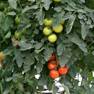 Home | Master Gardener Program